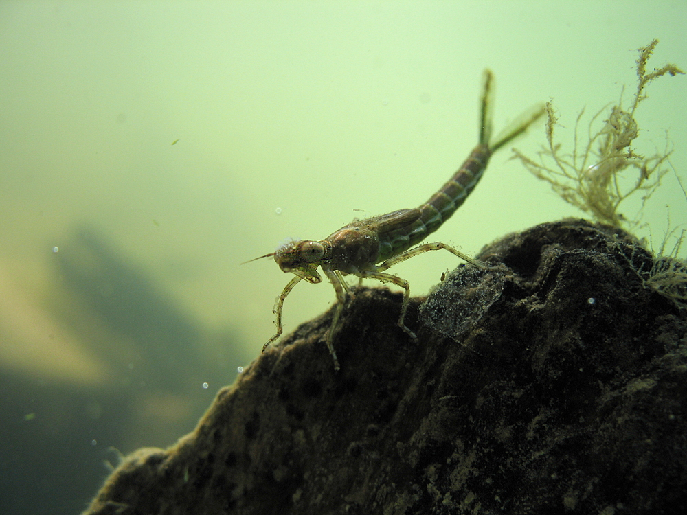 Libellenlarve (Uwe Ohse)